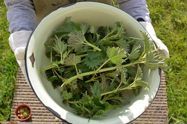Refreshing nettle cordial | My Shetland Garden
